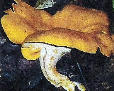 Cantharellaceae - The Hoosier Mushroom Society