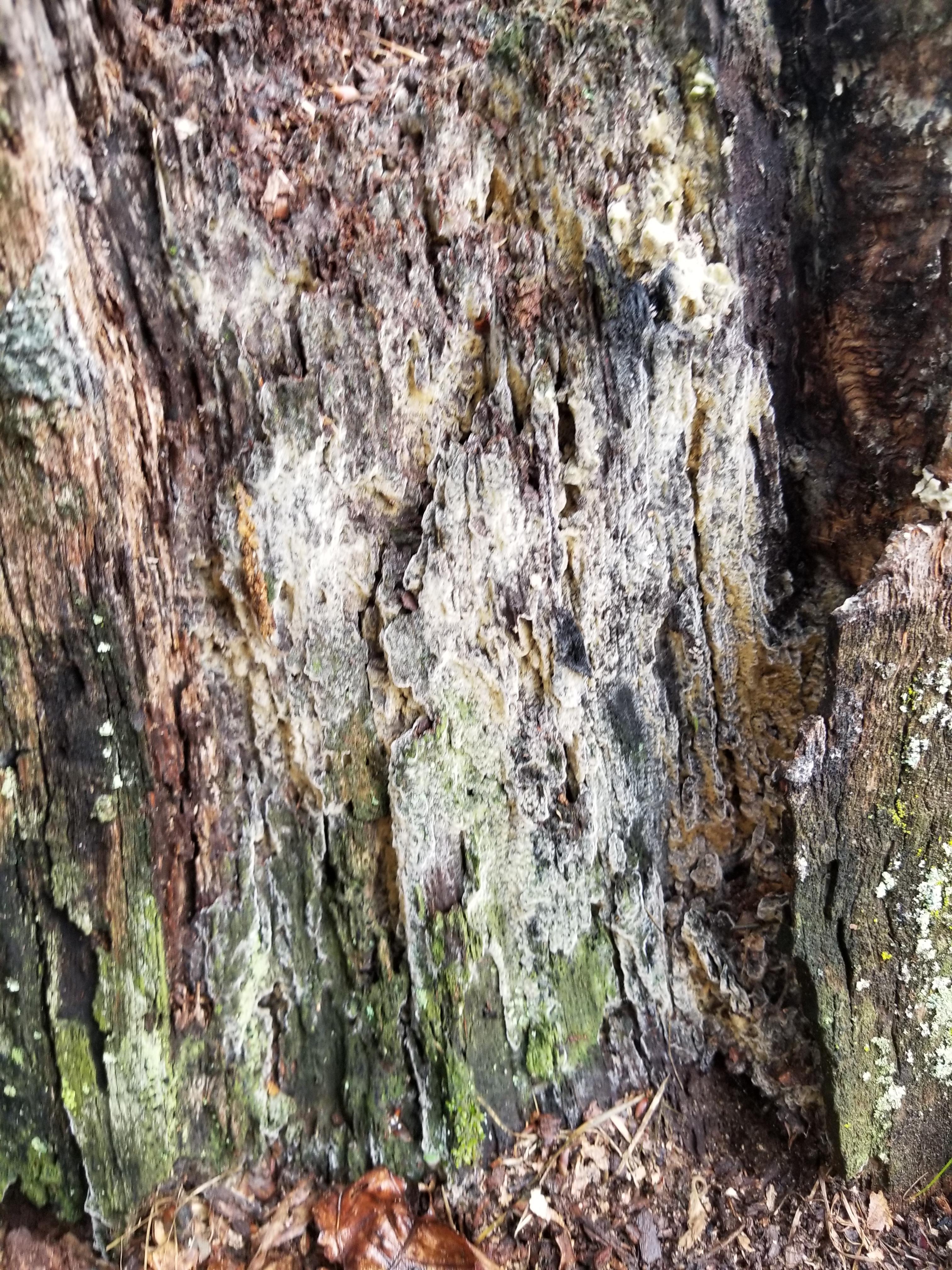 Mycelium, Mycelium.. yum - Identification Discussion - The Hoosier ...