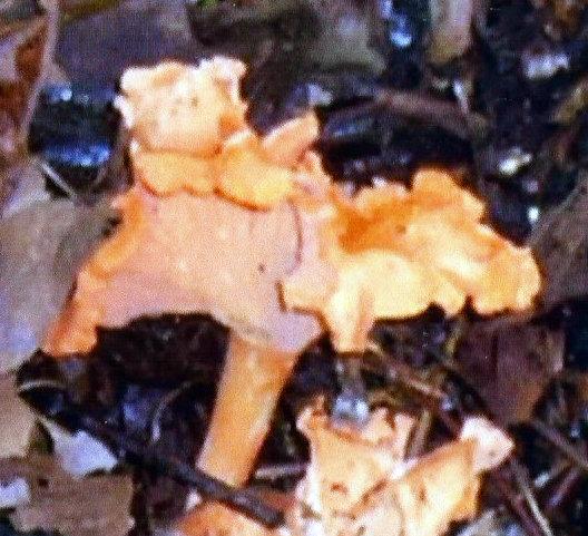 Cantharellaceae - The Hoosier Mushroom Society