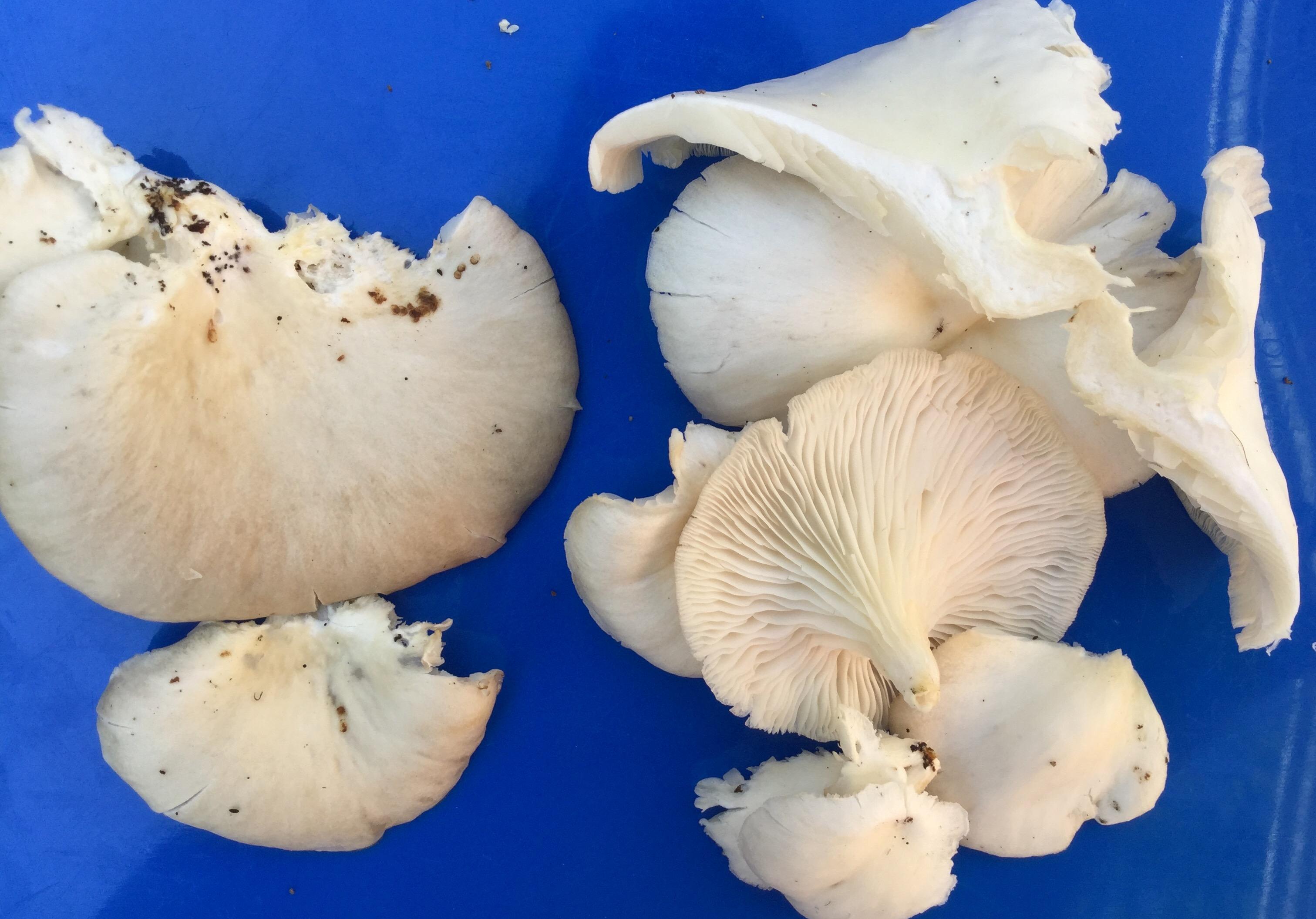 Angel Wings in Indiana????? - Identification Discussion - The Hoosier ...