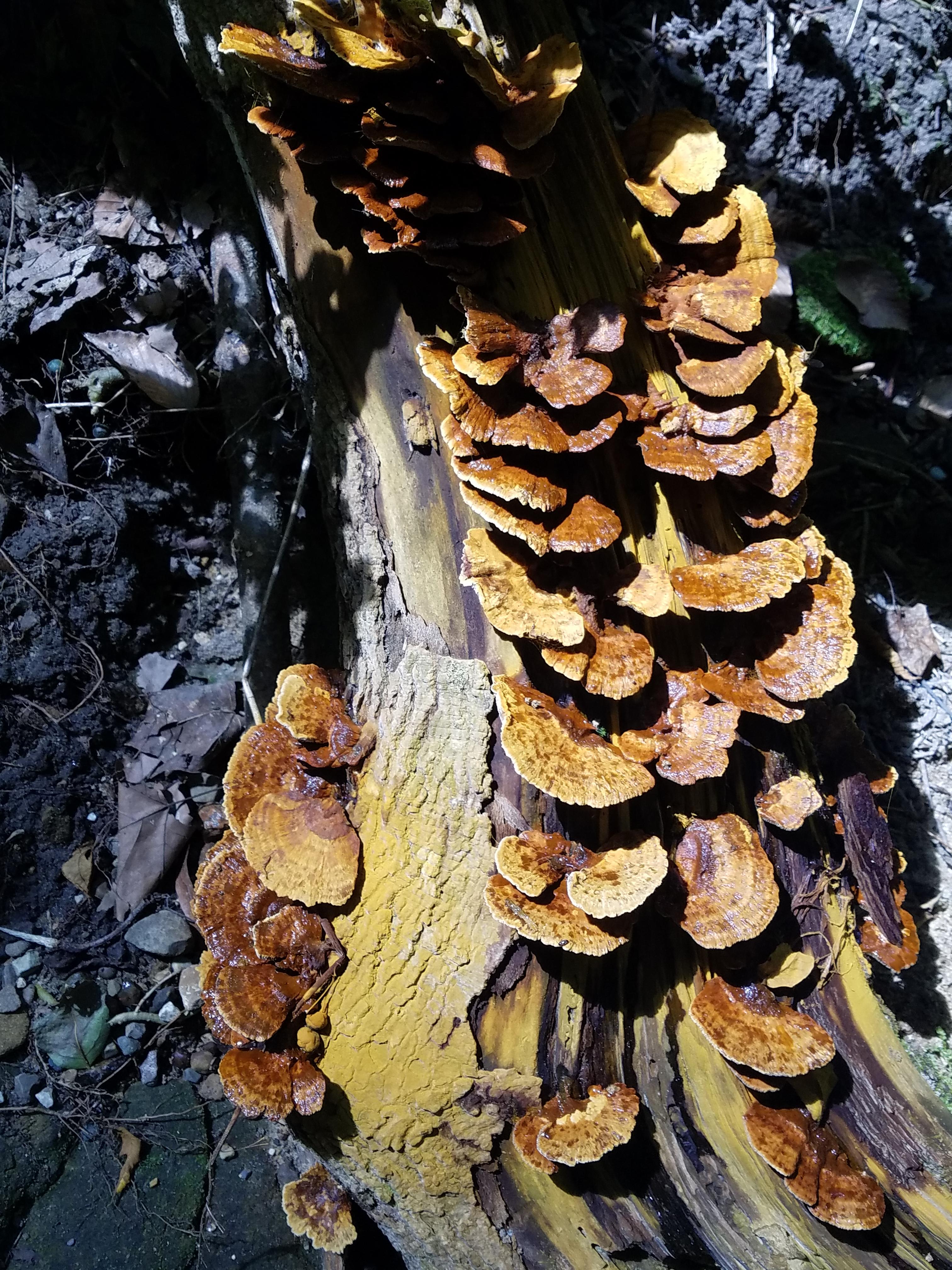 Unknown polypore - Identification Discussion - The Hoosier Mushroom Society