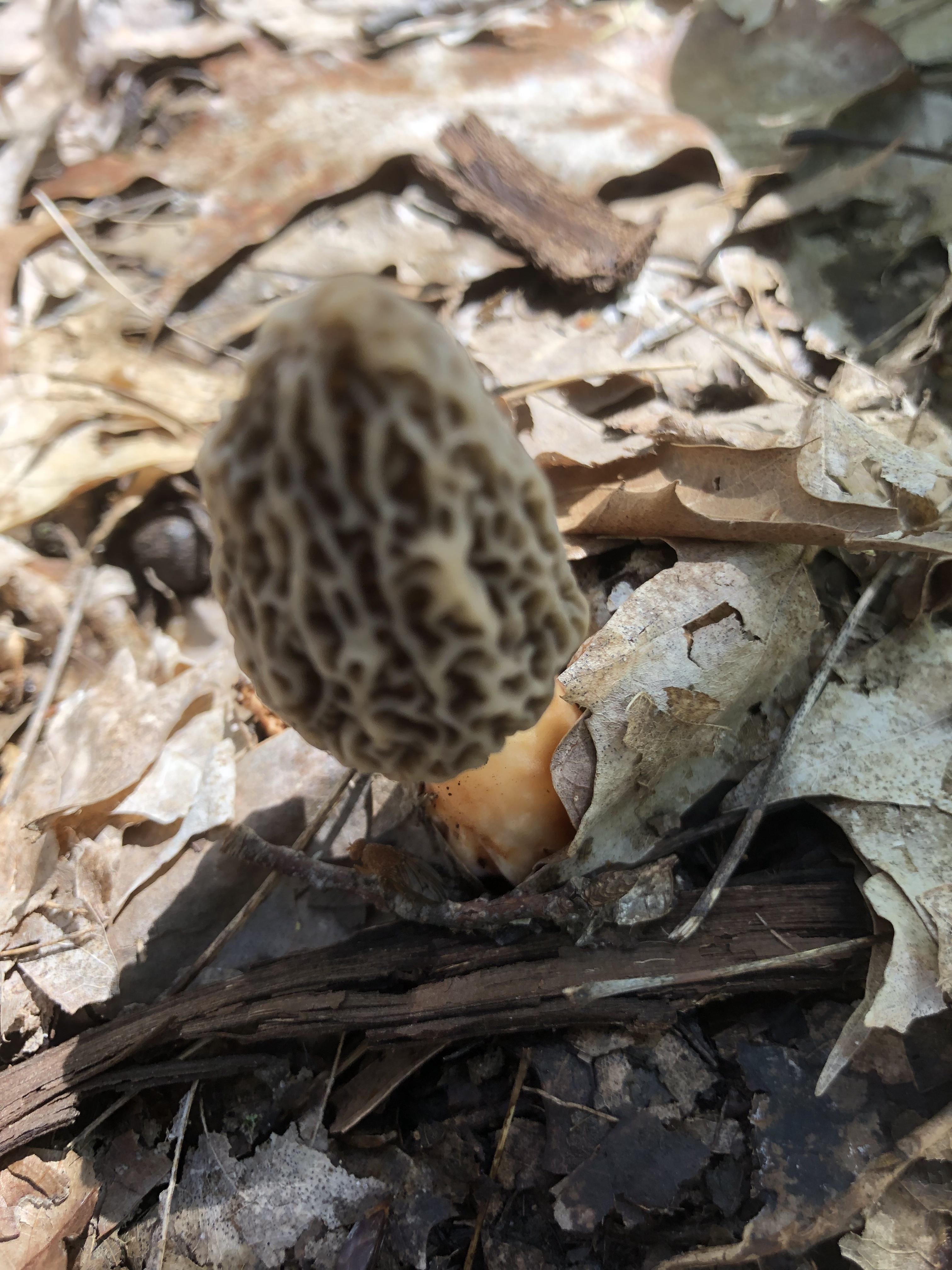 Morels and half free morels? - Identification Discussion - The Hoosier ...