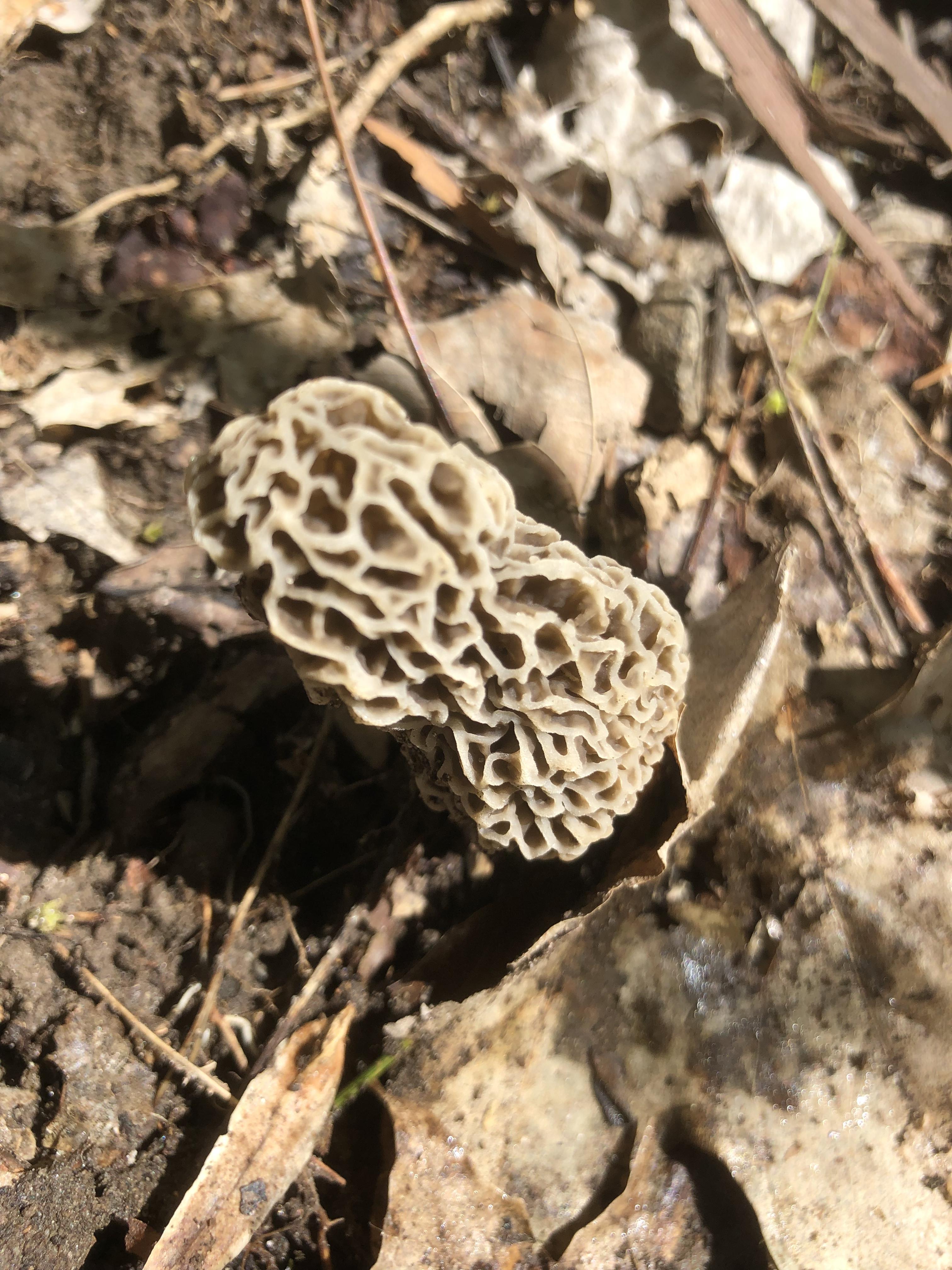Morels and half free morels? - Identification Discussion - The Hoosier ...