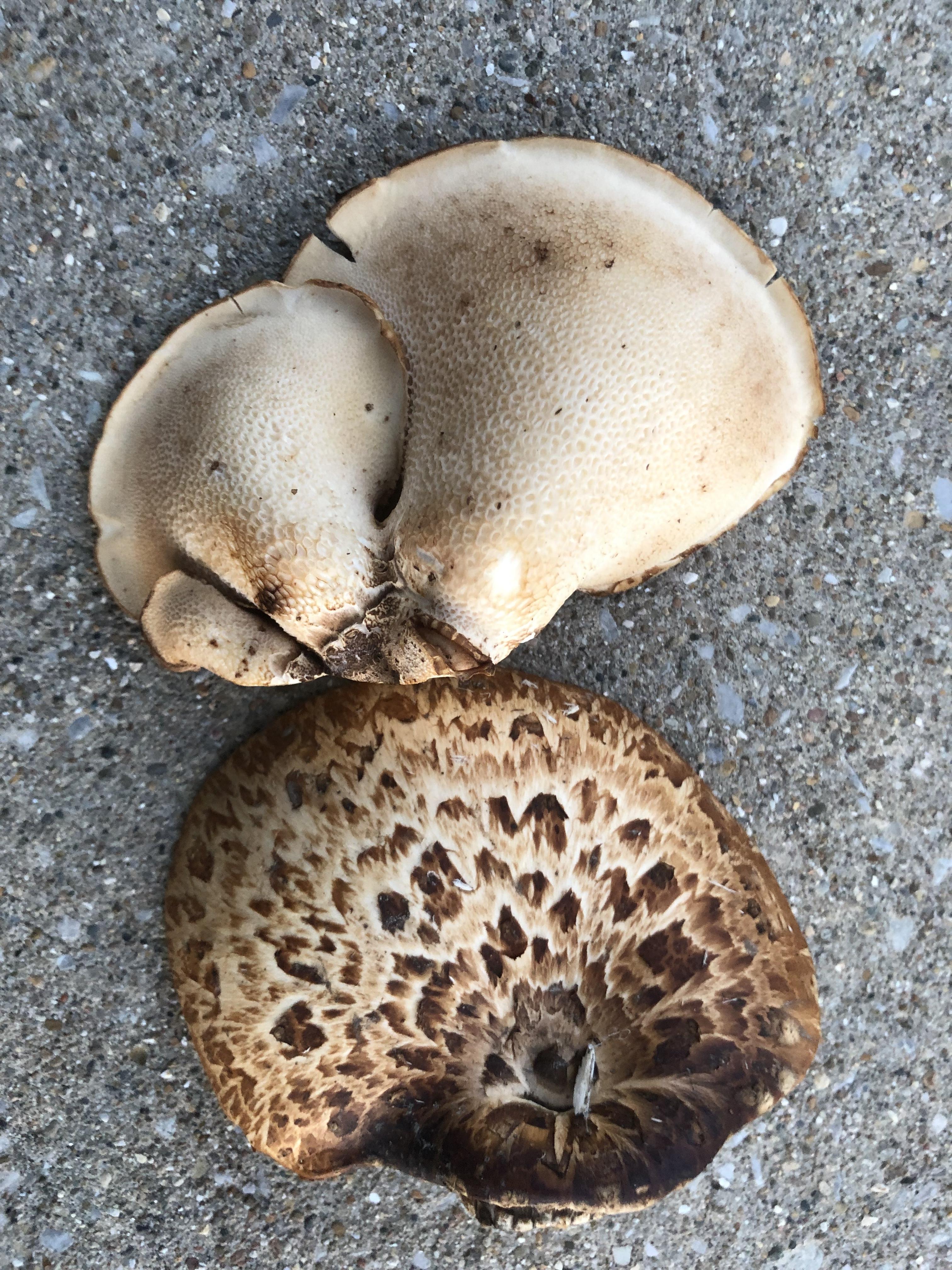 Pheasant back? - Identification Discussion - The Hoosier Mushroom Society